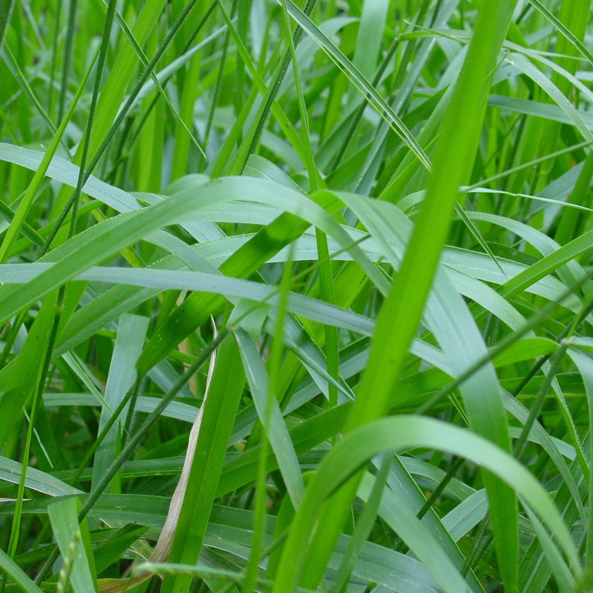 Sementes de Capim MARANDU ("Braquiarão" VC. 51 - Saco de 10 kg)